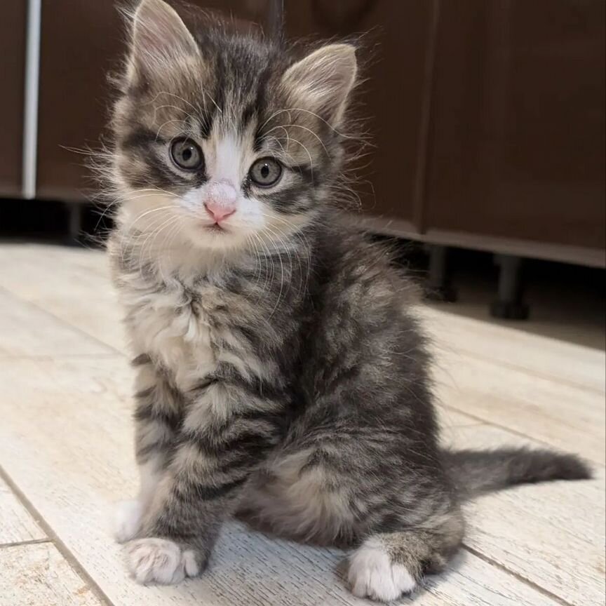 Котёнок в добрые руки