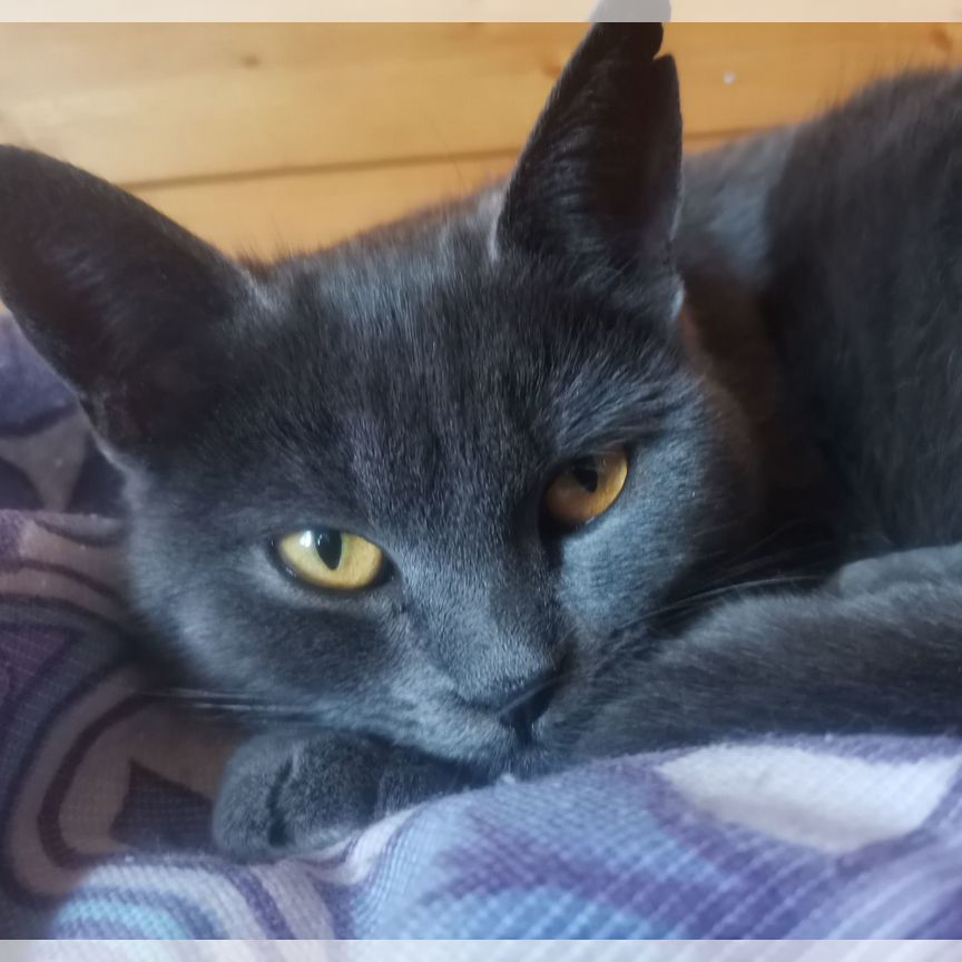 Русская голубая, взрослая кошка