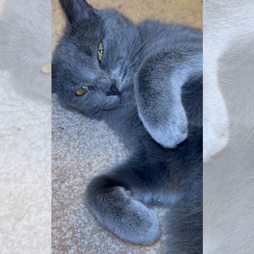 Британская длинношёрстная, взрослая кошка