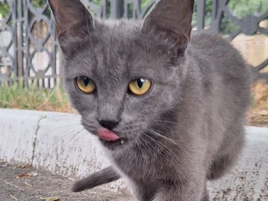 Домашнюю кису Мальву подкинули к церкви