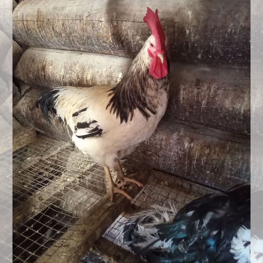 Петухи породистые