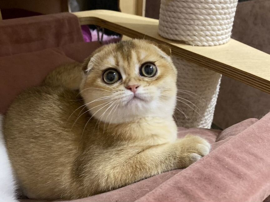 Кошка золотая шиншилла