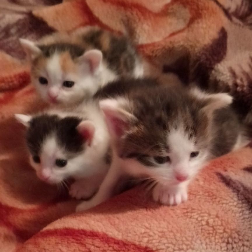 Саванна котёнок