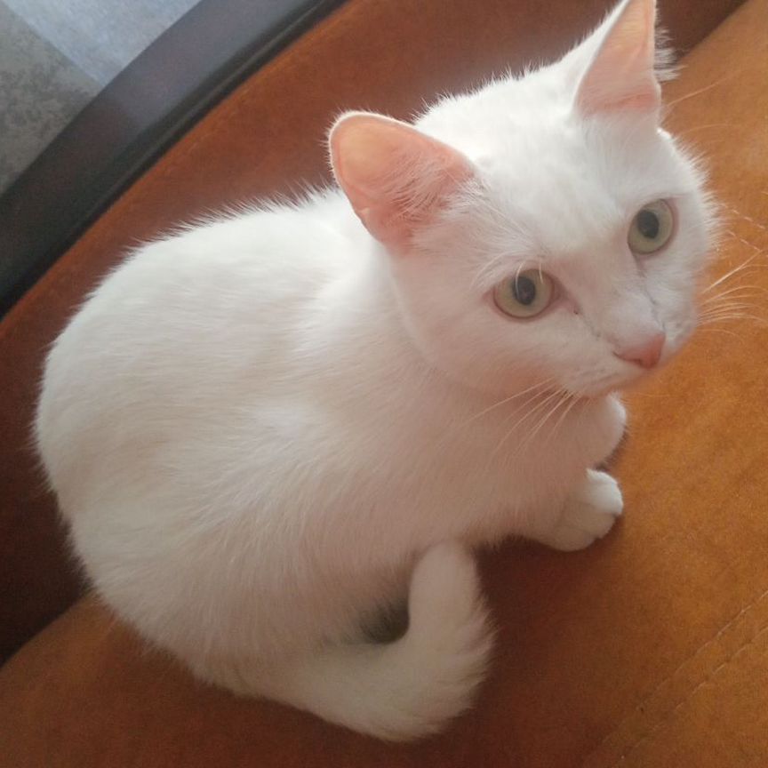 Као-мани, взрослая кошка