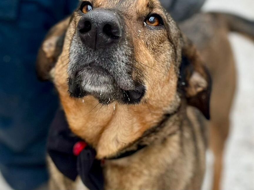 Добрый Пес Август из приюта