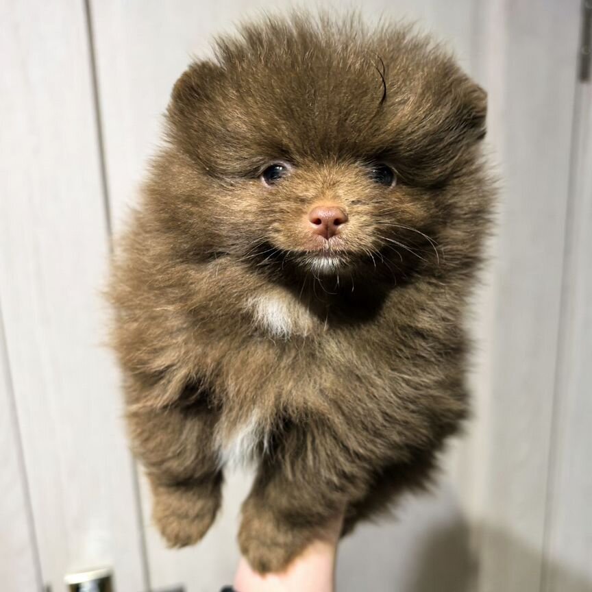 Померанский шпиц, щенок