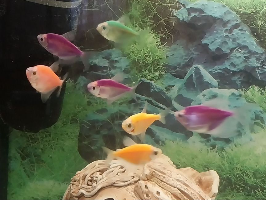 Аквариумные рыбки тернеции