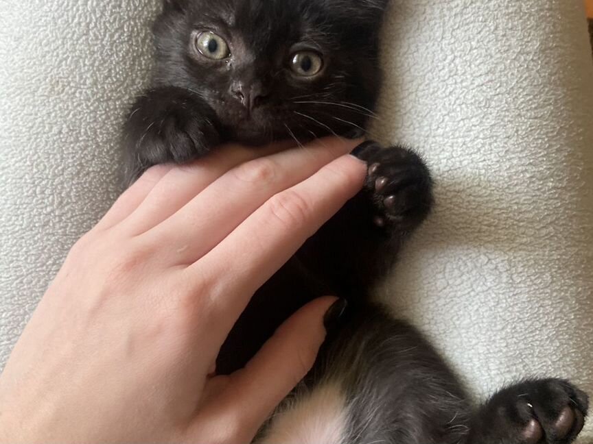 Отдам котёнка