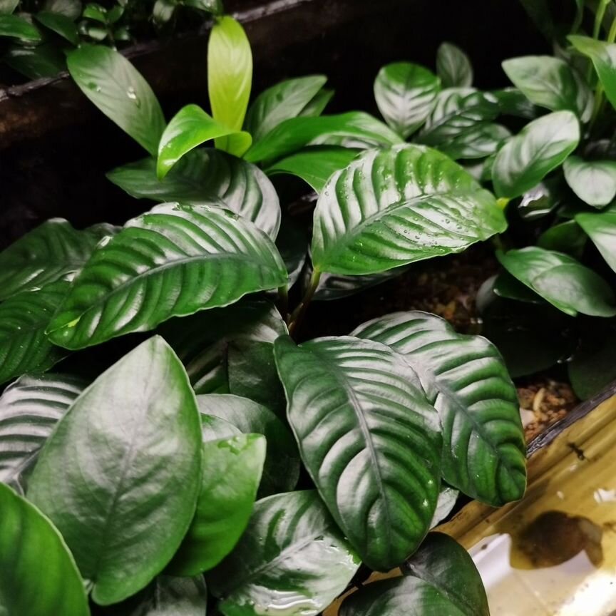 Анубис Нана каффифолия петит глава минима