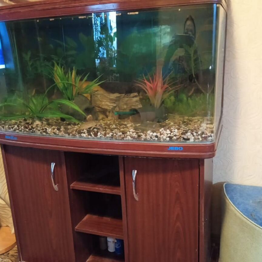 Аквариум Джебо