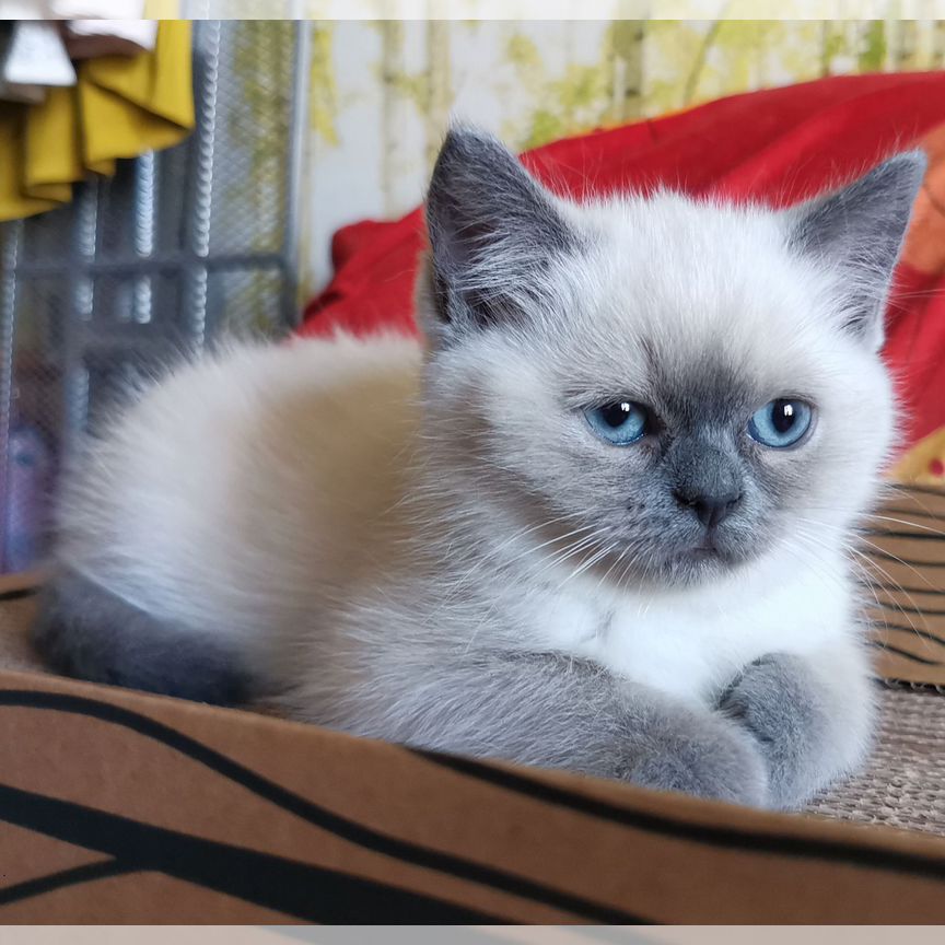 Британский короткошёрстный котёнок