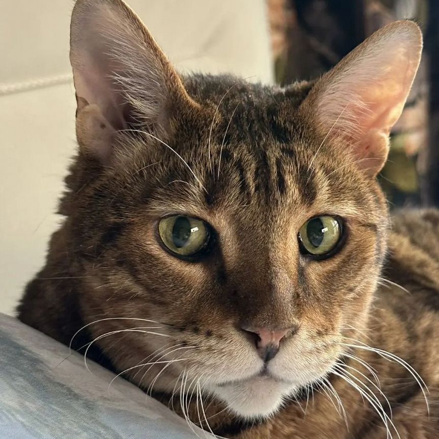 Тойгер, взрослый кот