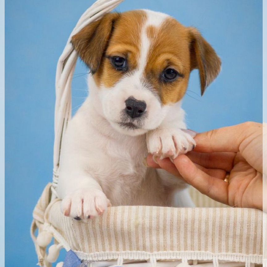 Джек-рассел-терьер, щенок