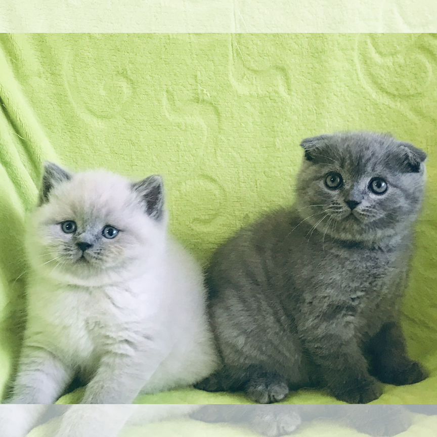 Шотландский вислоухий короткошёрстный котёнок