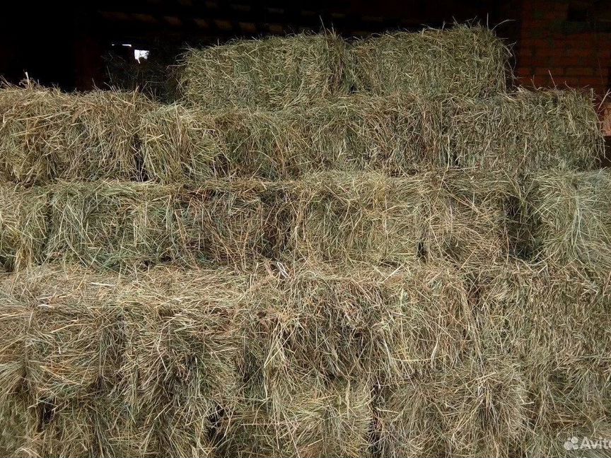 Сено в квадратных тюках