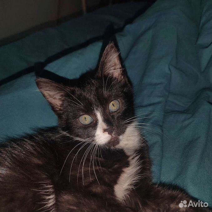 Кот 2,5 месяца