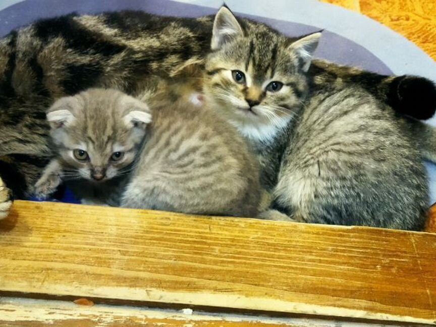 Шотландские вислоухие котята