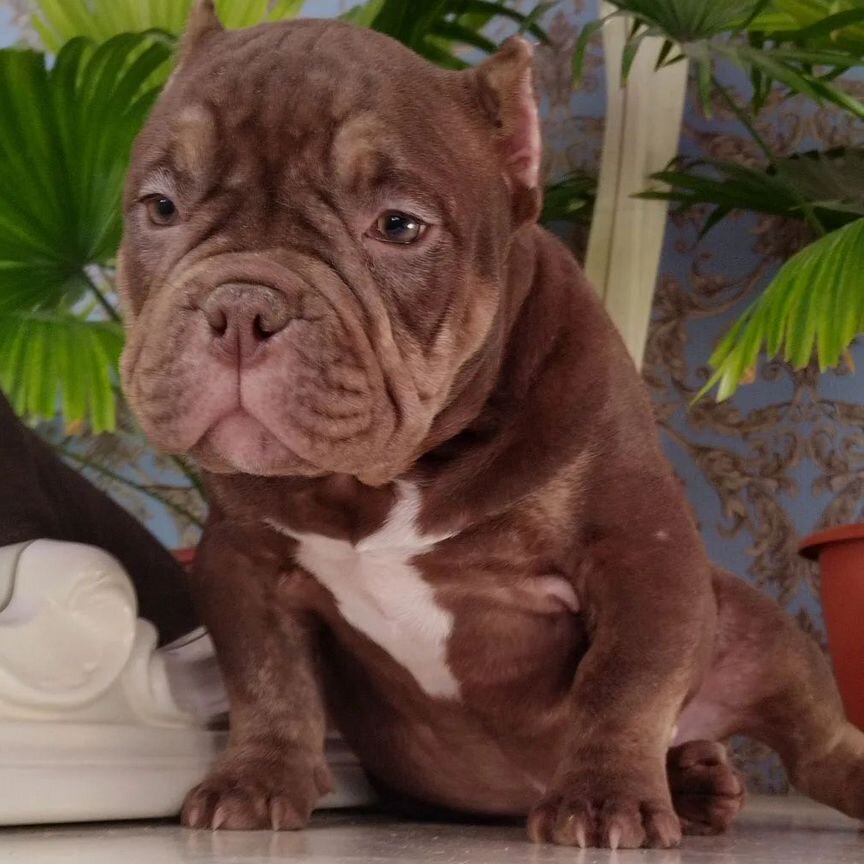 Американский булли, щенок