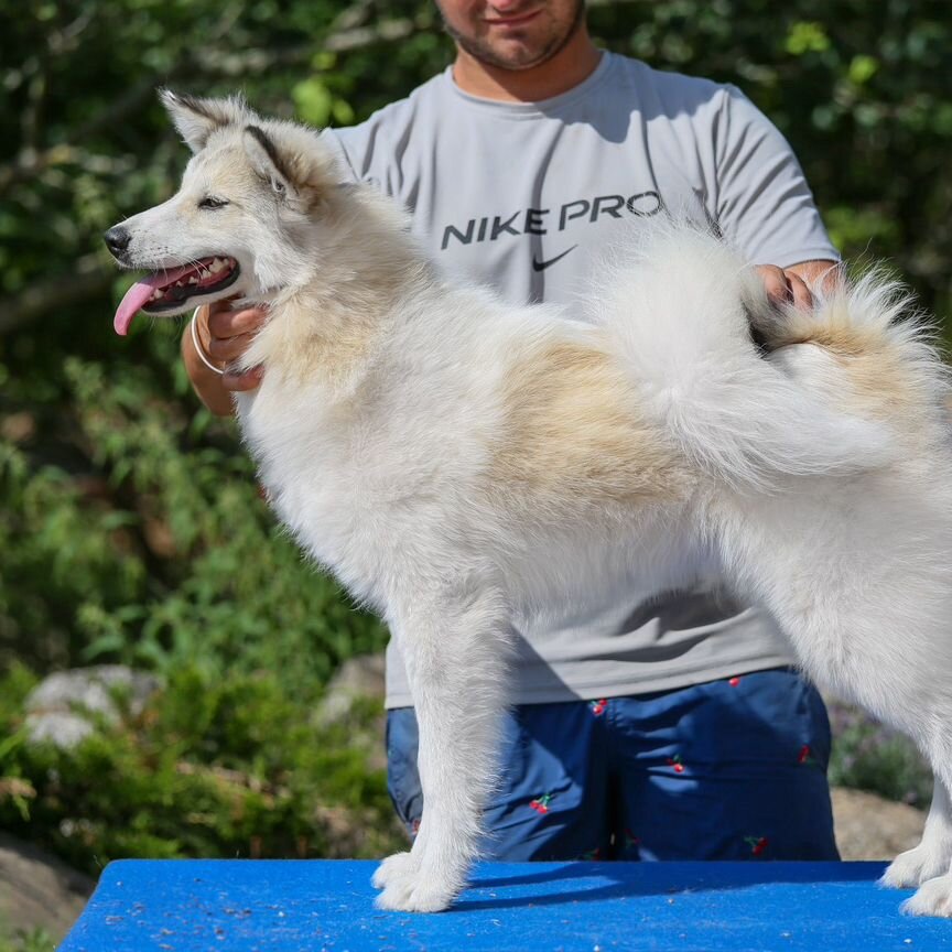 Ненецкая оленегонная лайка