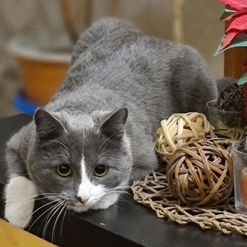 Кот в добрые руки
