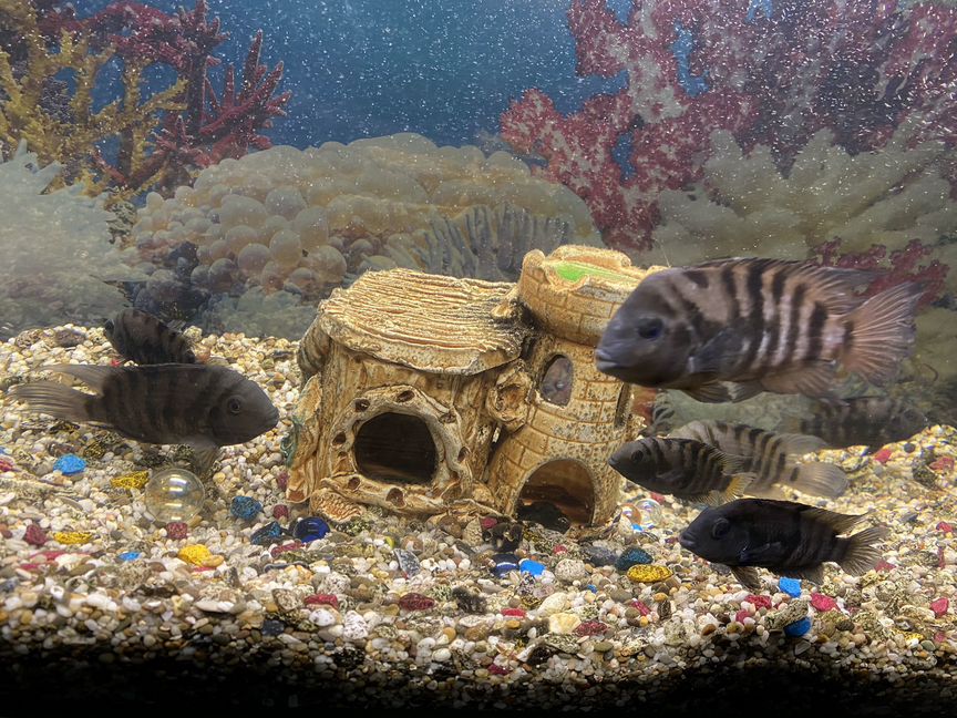 Аквариумные рыбки