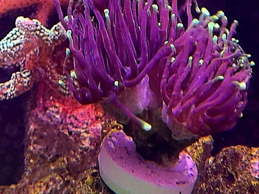 Корал Эуфилии