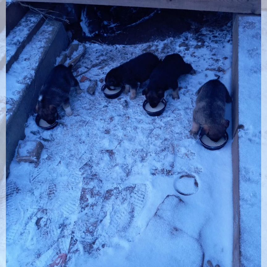 Щенок в добрые руки