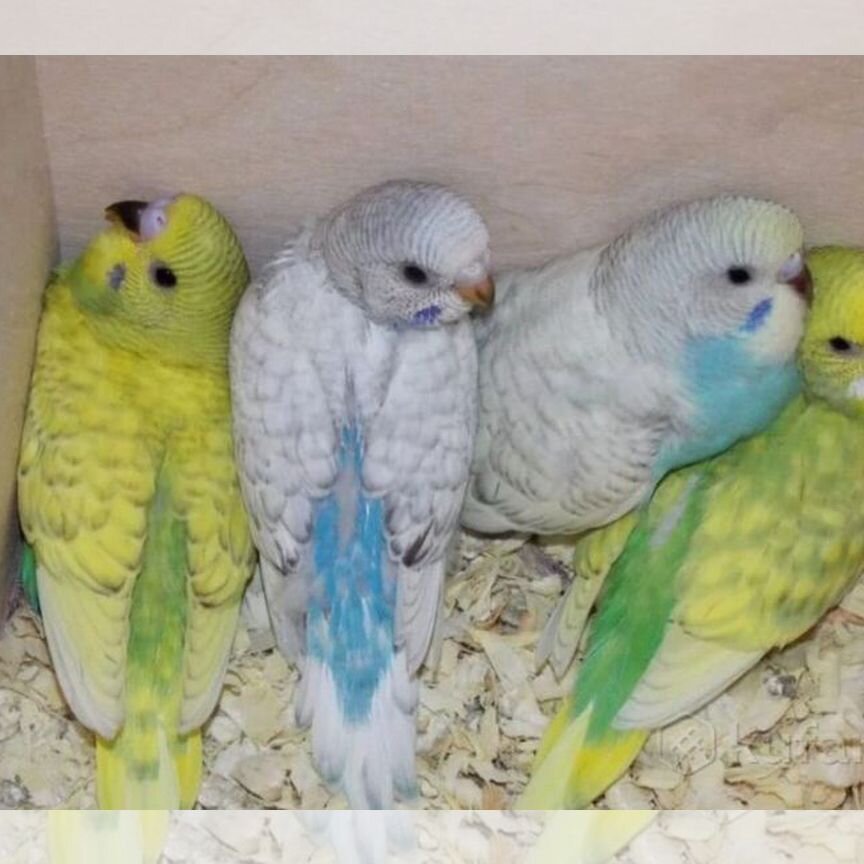 Попугаи волнистики от 1.5 мес