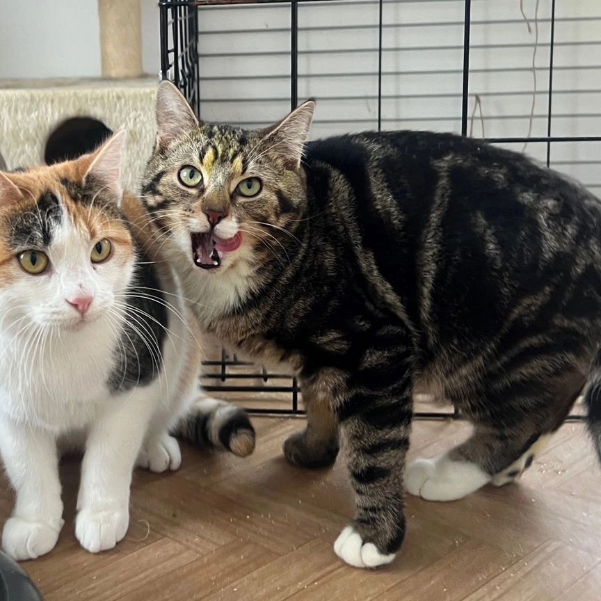 Котики приюта ищут дом