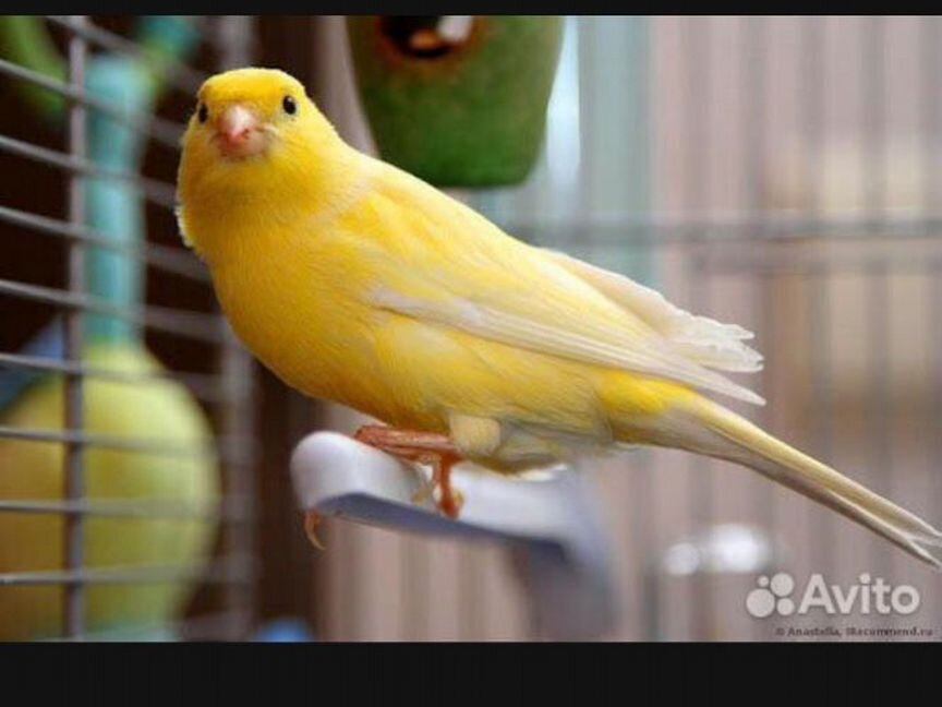 Кенарка 2 шт