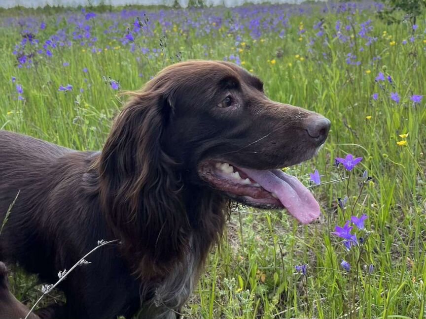 Русский охотничий спаниель. Вязка