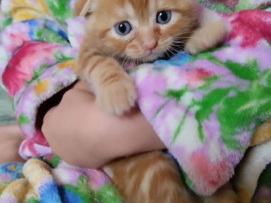 Котята