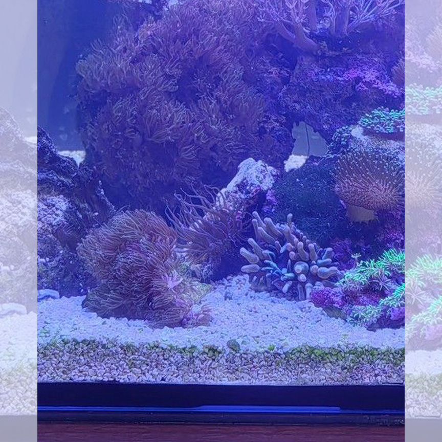 Кораллы для морского аквариума, или обмен