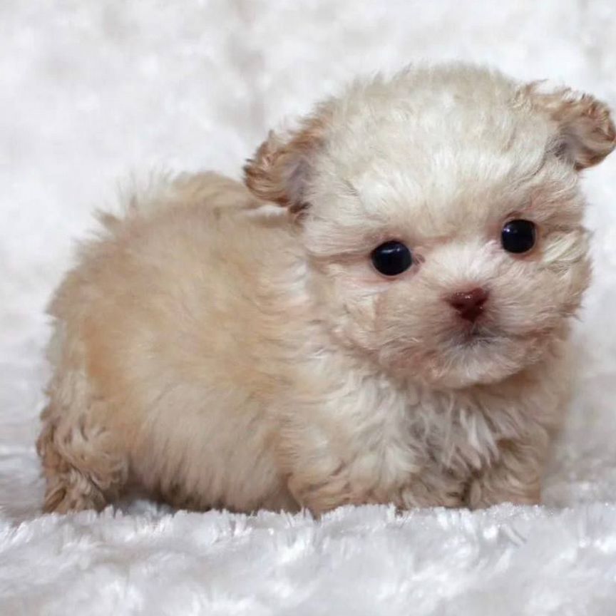 Мальтипу, щенок