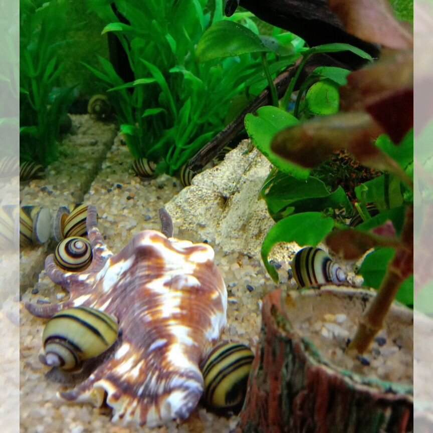 Улитка Спикси