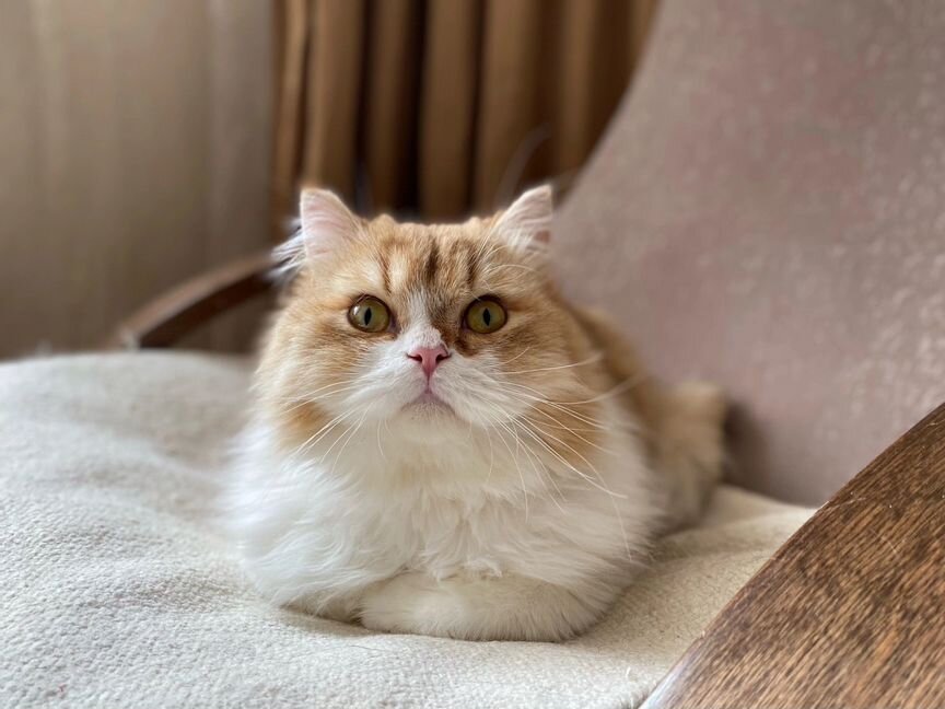Шотландский джентельмен