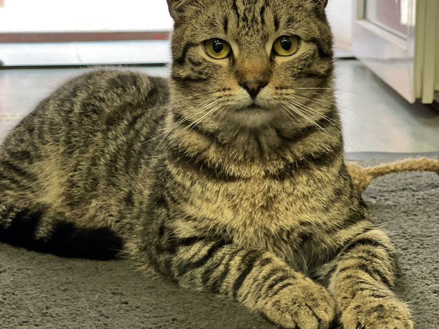Котику нужна срочна передержка или дом