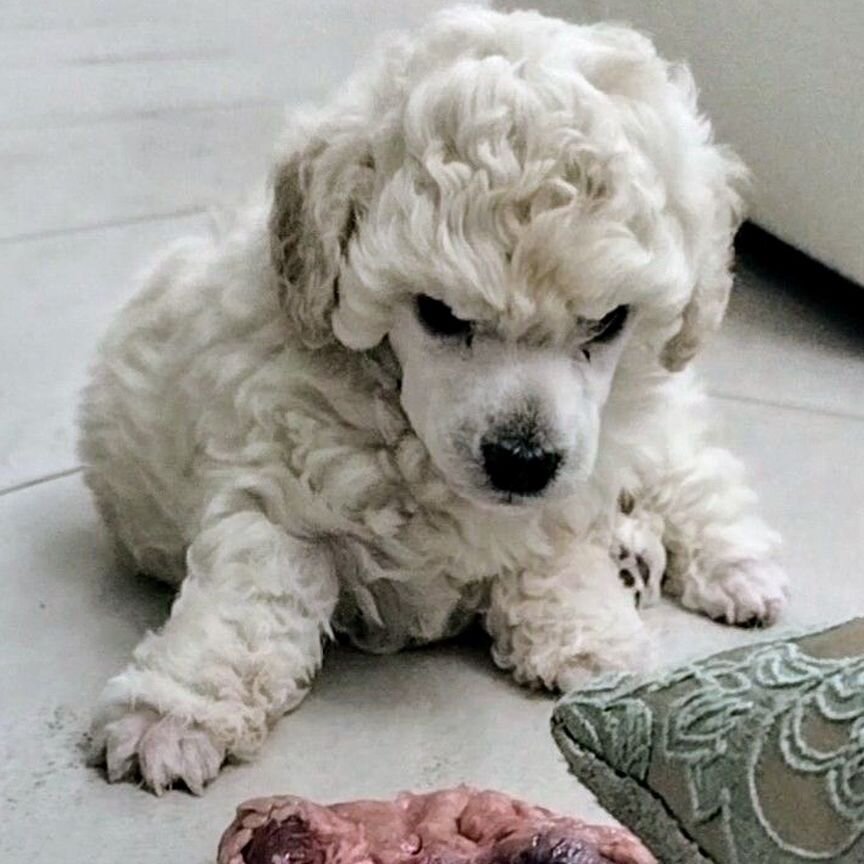 Той/миниатюра Пудель