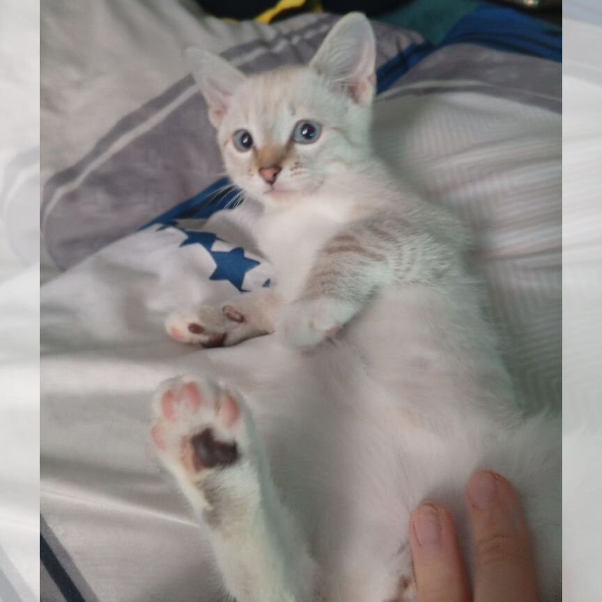 Котёнок в добрые руки