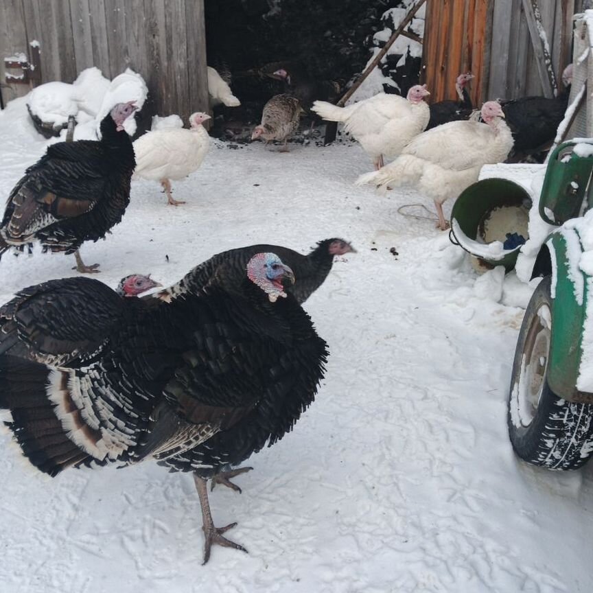 Индюки на племя