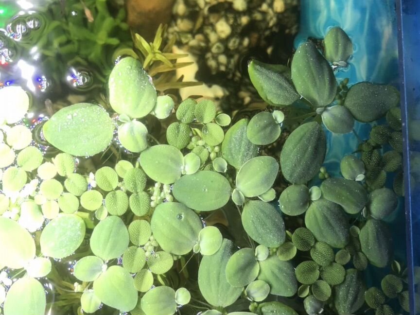 Сальвиния плавающая