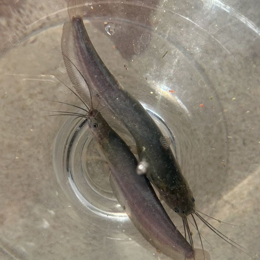 Аквариумные сомы