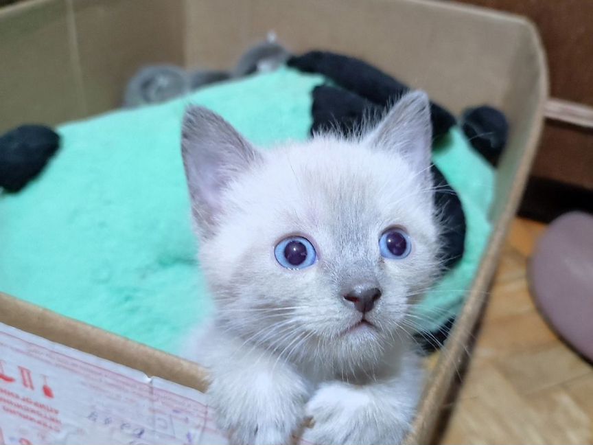 Отдам котят в добрые руки
