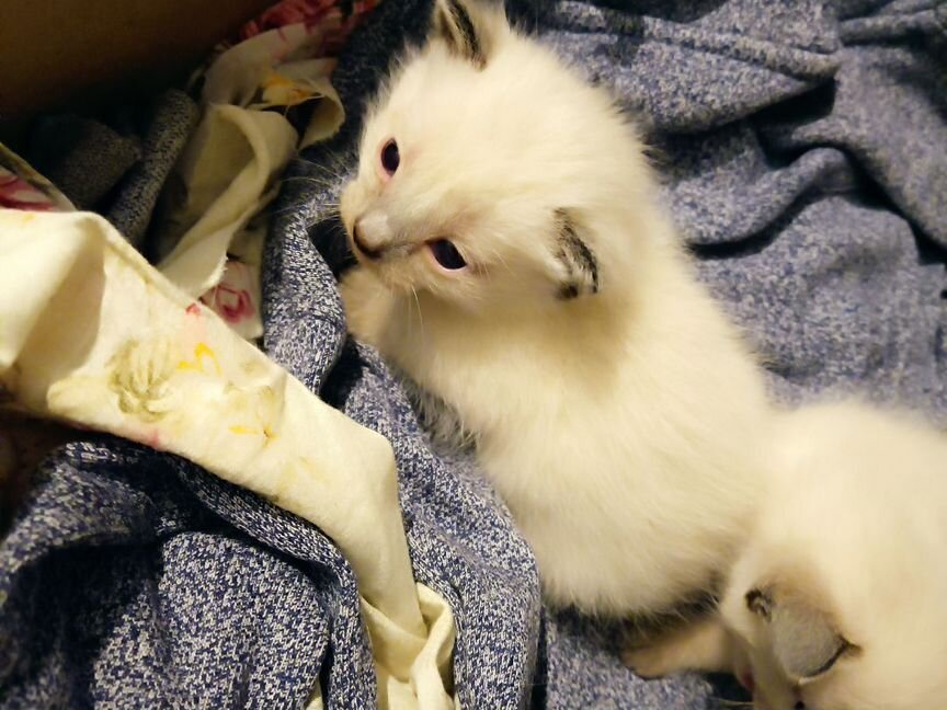 Тайские котята