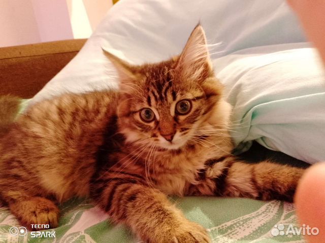 Кошка в дар