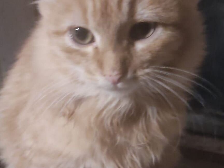 Котята в добрые руки бесплатно