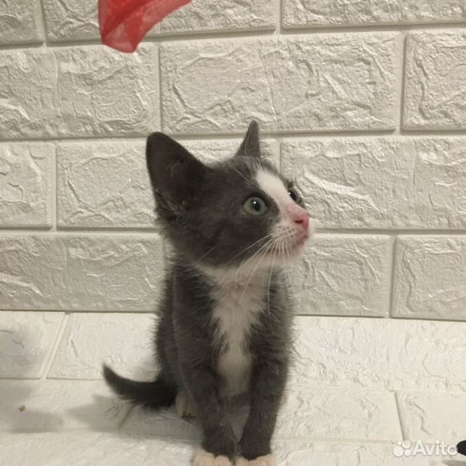 Сиротинушка