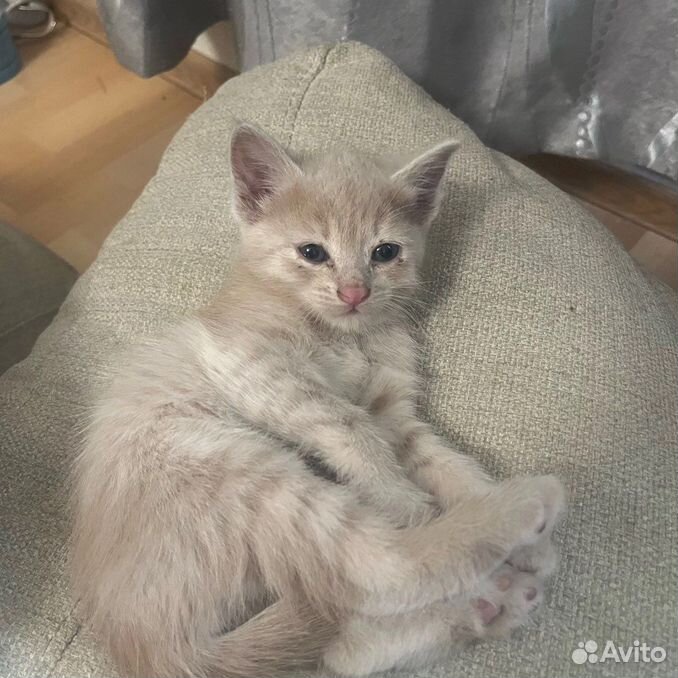 Котенок сибираской породы