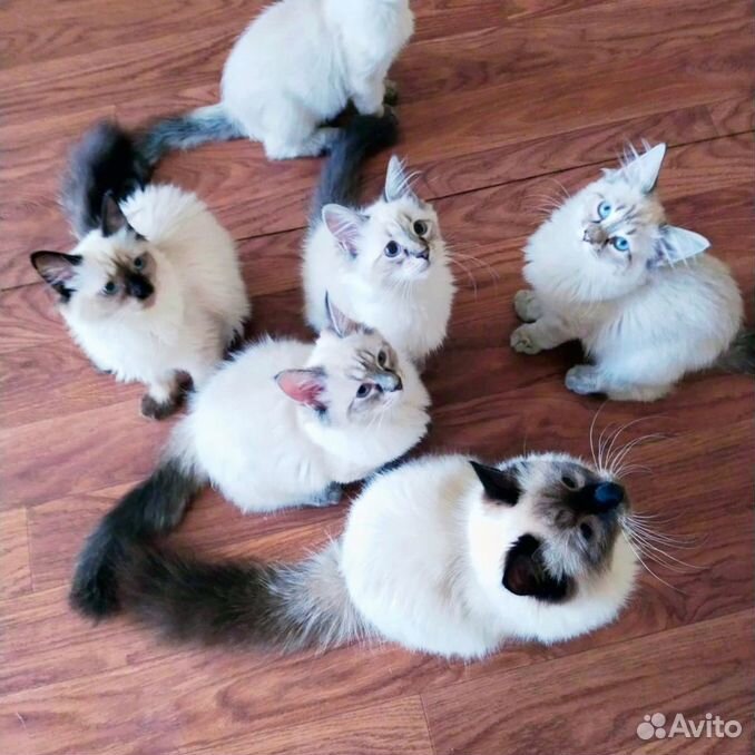 Продаются невские маскарадные котята