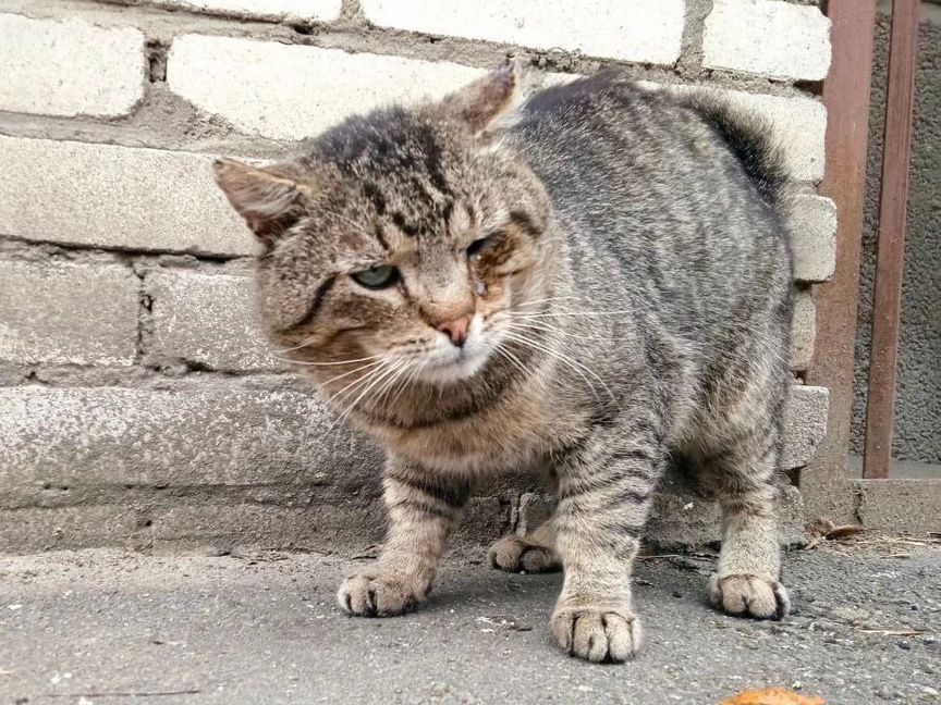 Кот не может есть